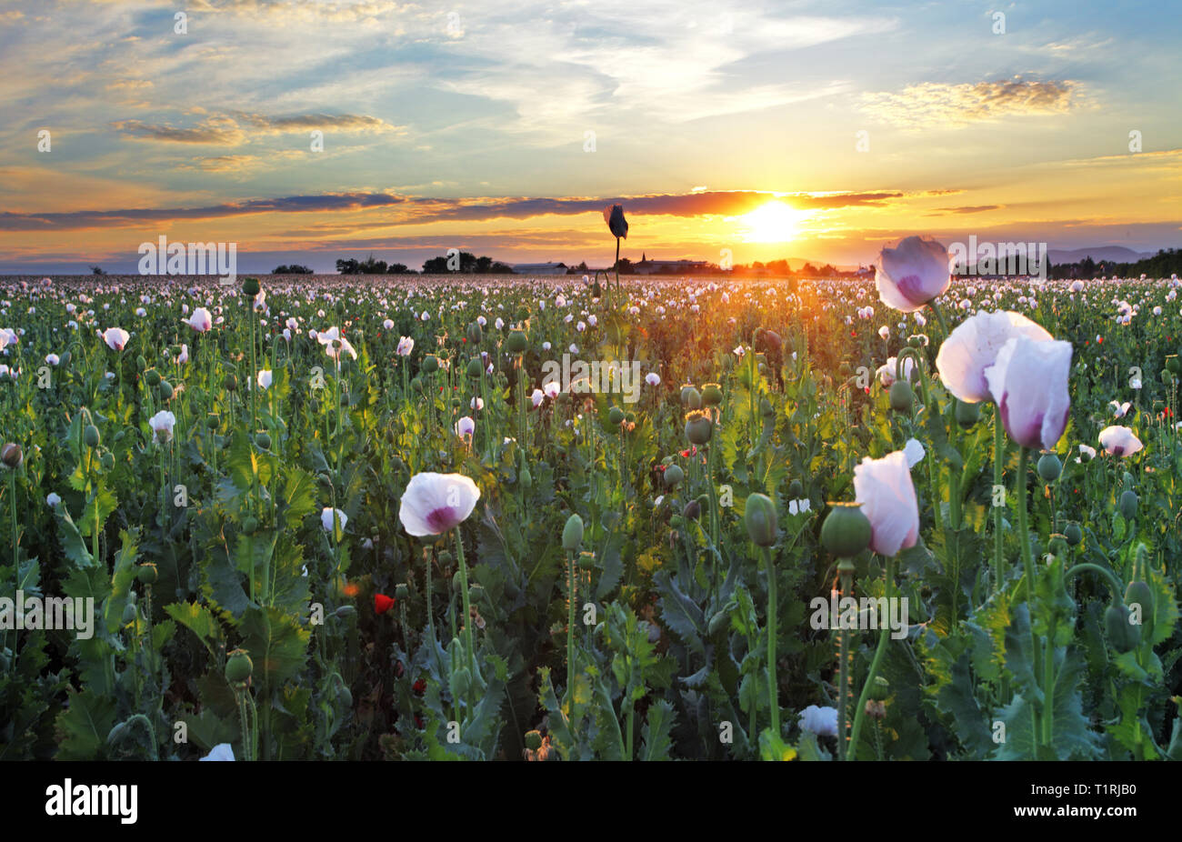 Poppy field at sunset Stock Photo - Alamy