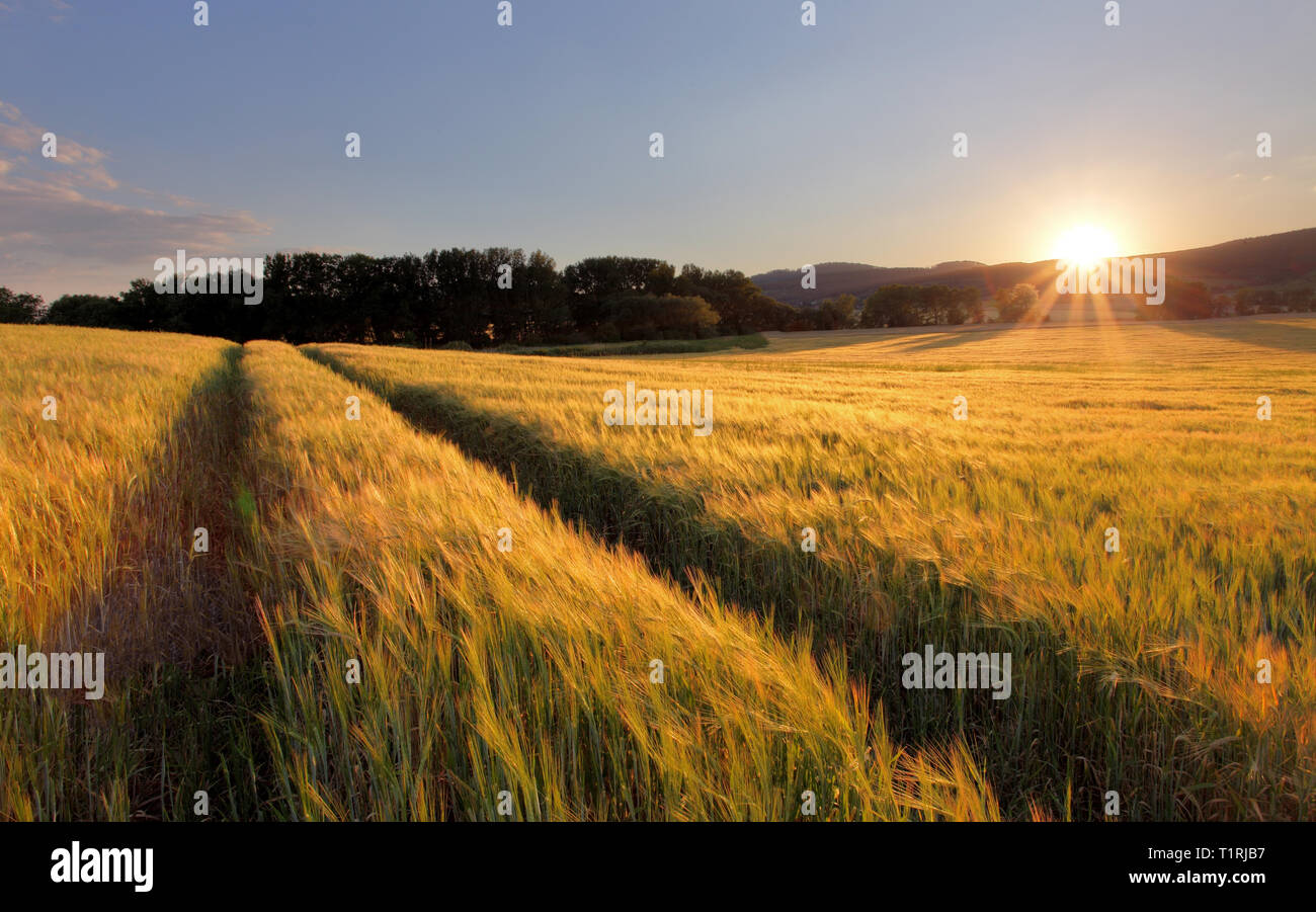 Wheat field with sun Stock Photo - Alamy