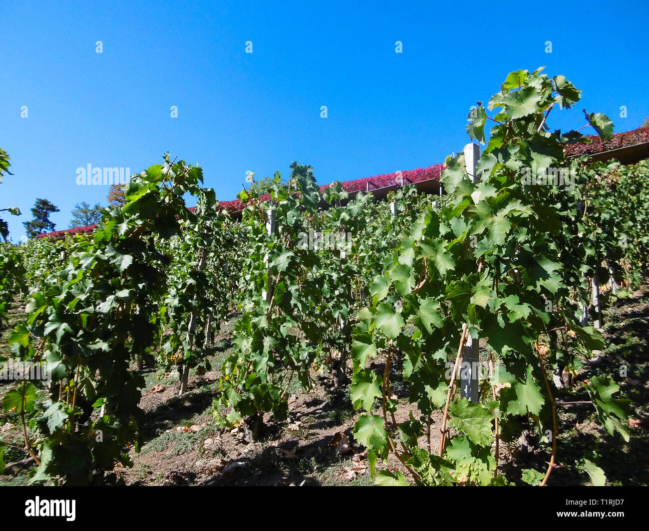 Italian vineyard australia hi-res stock photography and images - Alamy