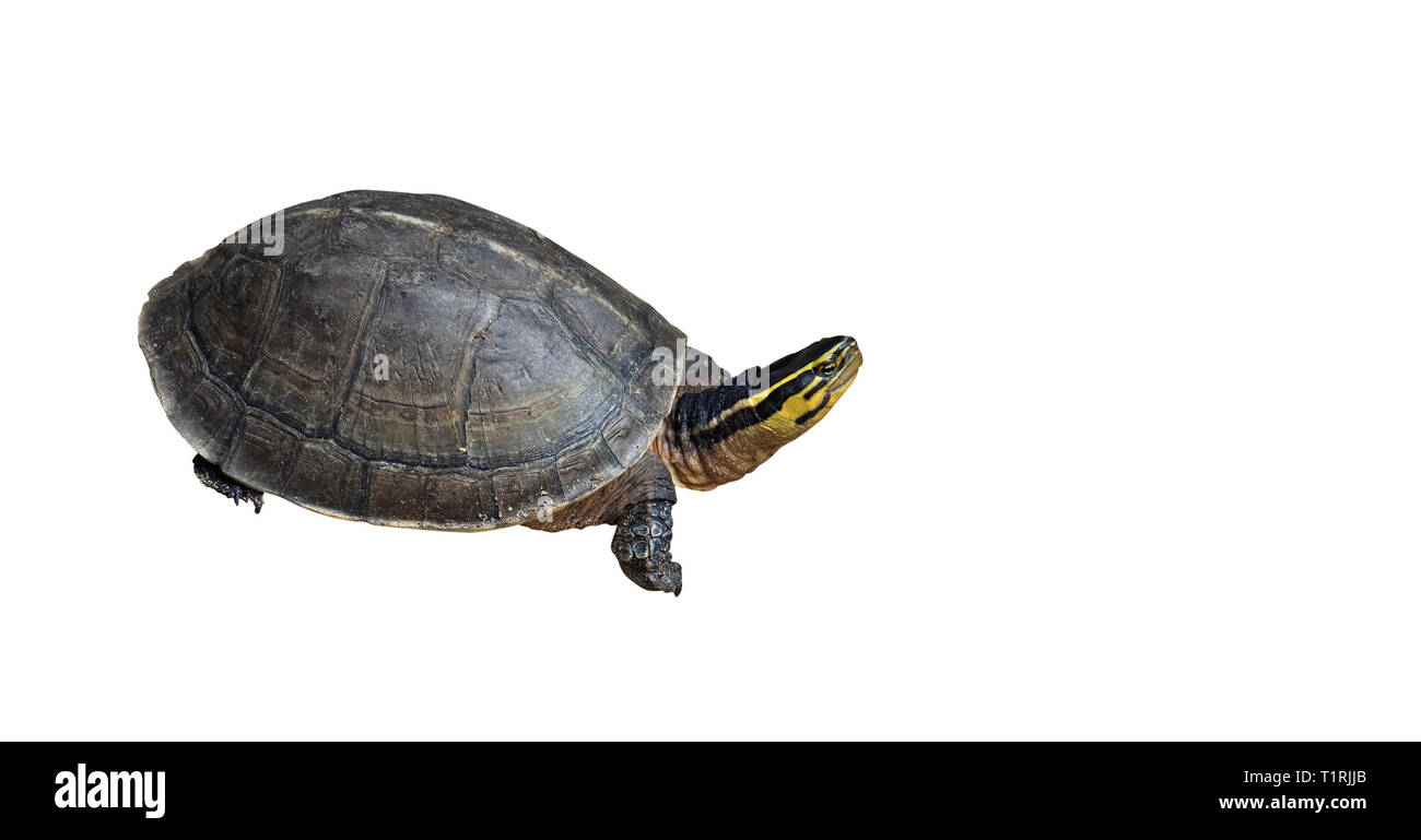 Asian Box Turtle Isolated on White Background with Clipping Path Stock ...