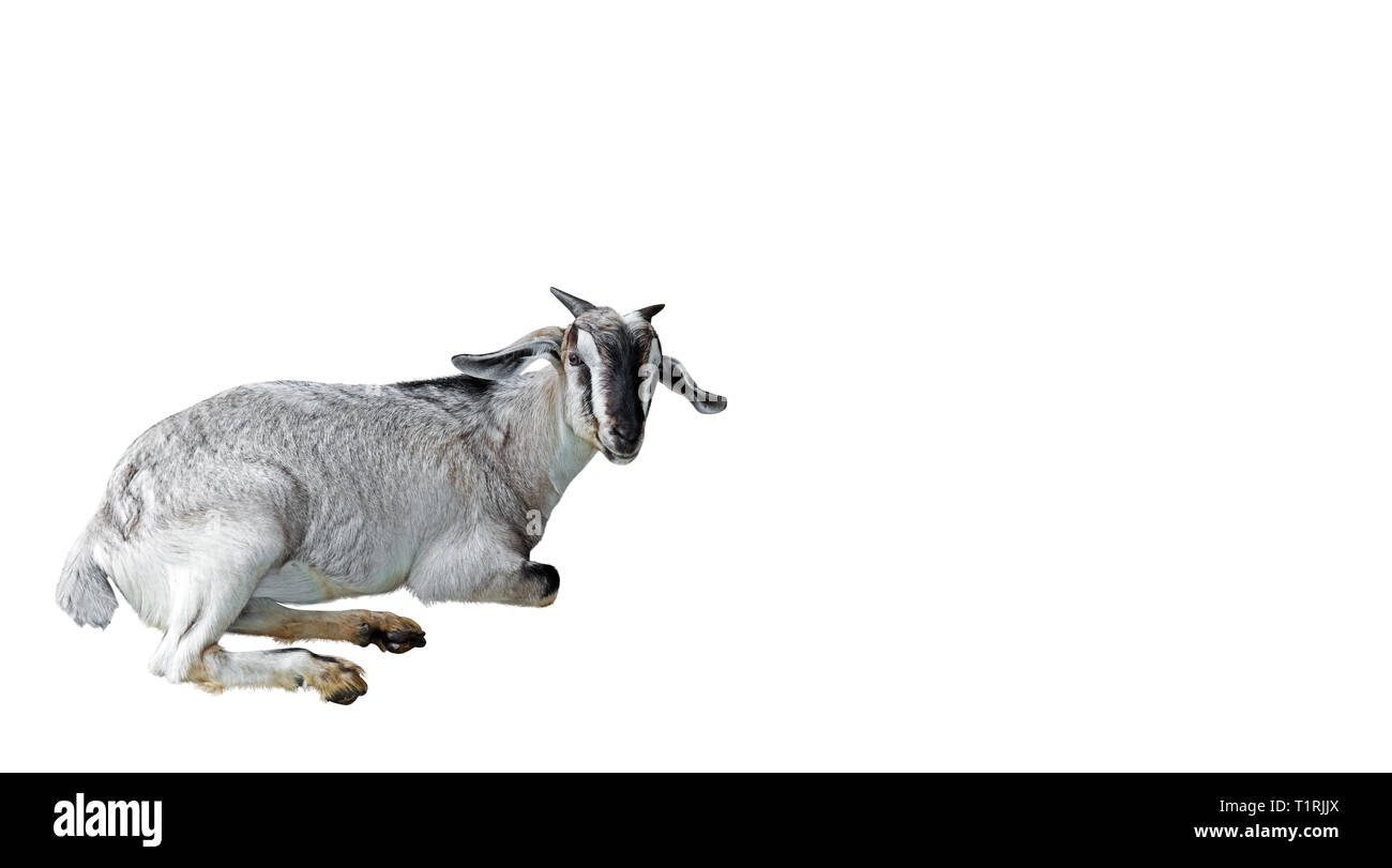 Closeup Goat Lie Down Isolated on White Background with Copy Space and ...