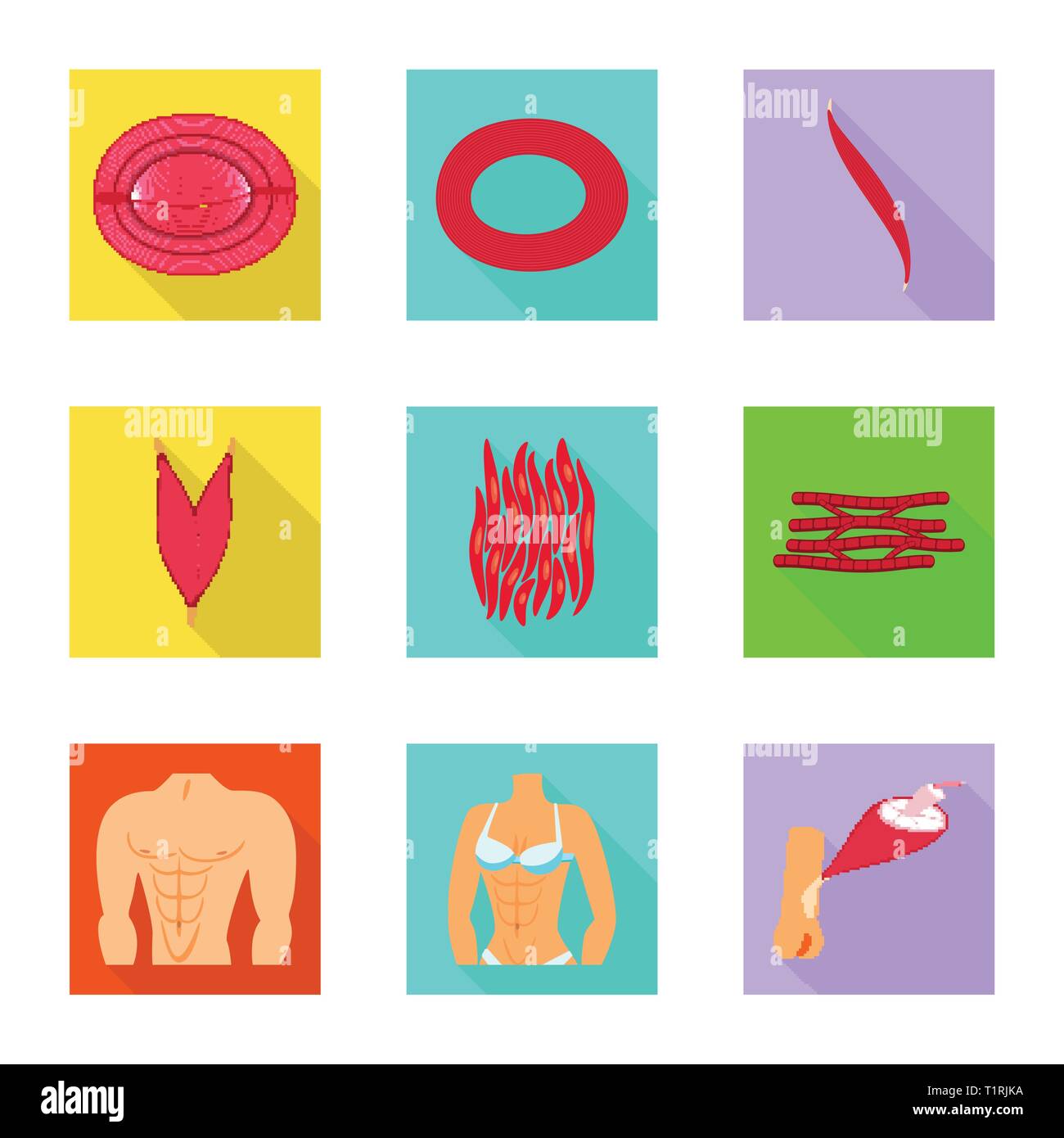Vector design of muscle and cells icon. Set of muscle and anatomy stock ...