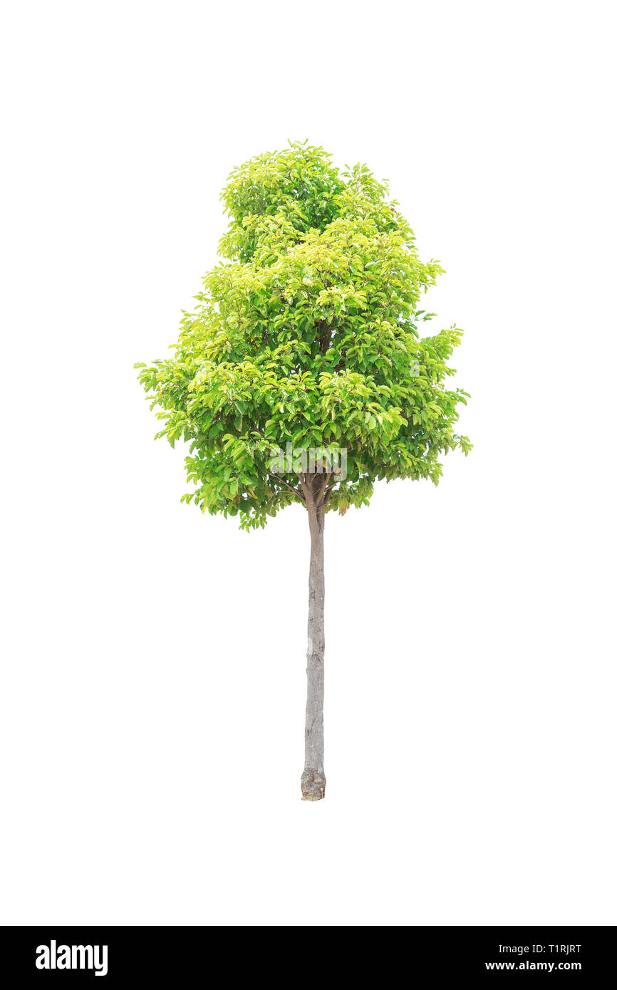 Closeup Bullet Wood (Mimusops elengi Linn) Tree isolated on white ...