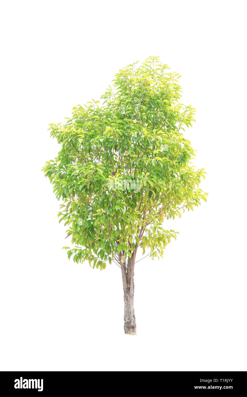 Closeup Bullet Wood (Mimusops elengi Linn) Tree isolated on white ...
