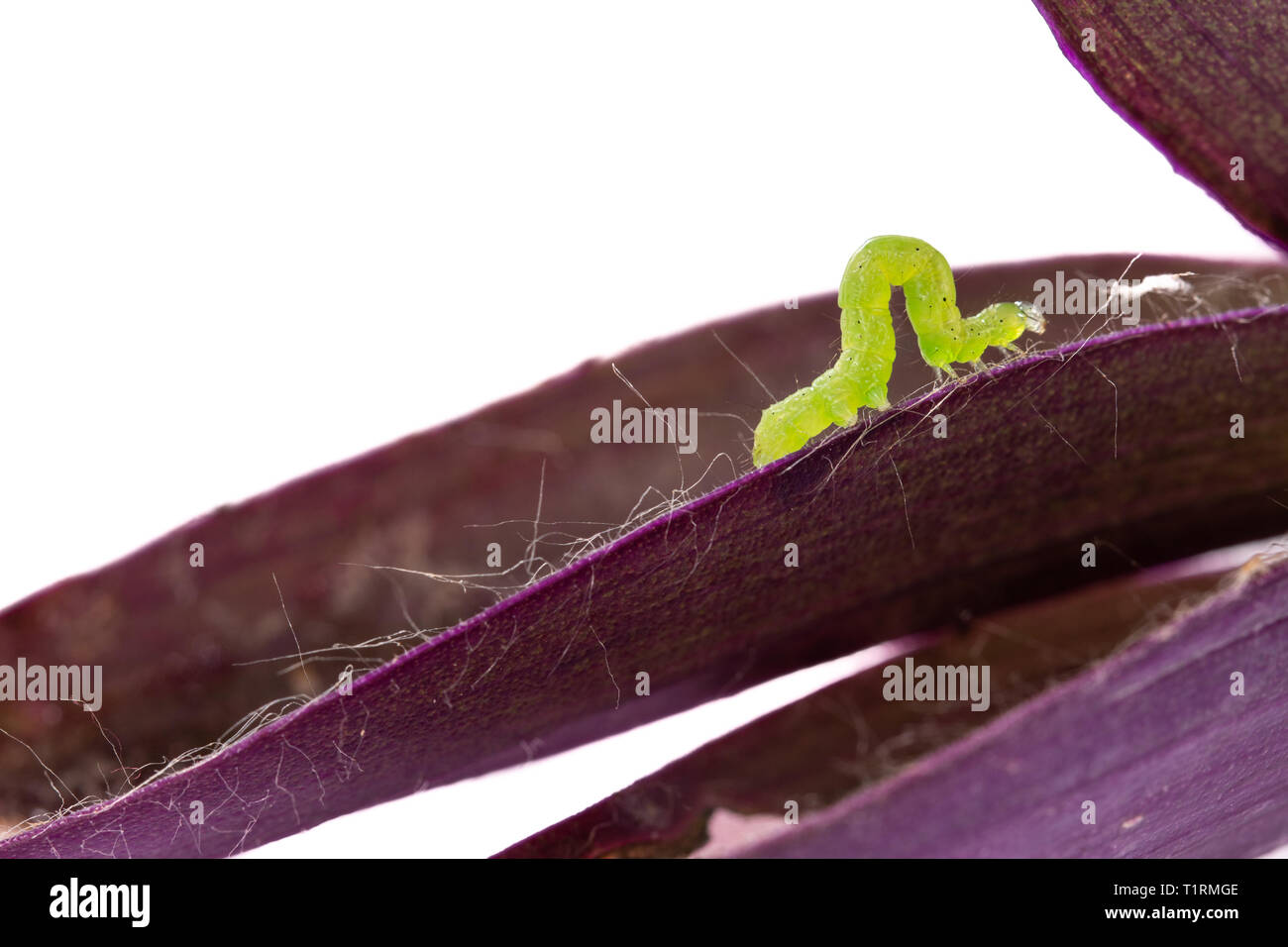 Moving leaf insect hi-res stock photography and images - Alamy