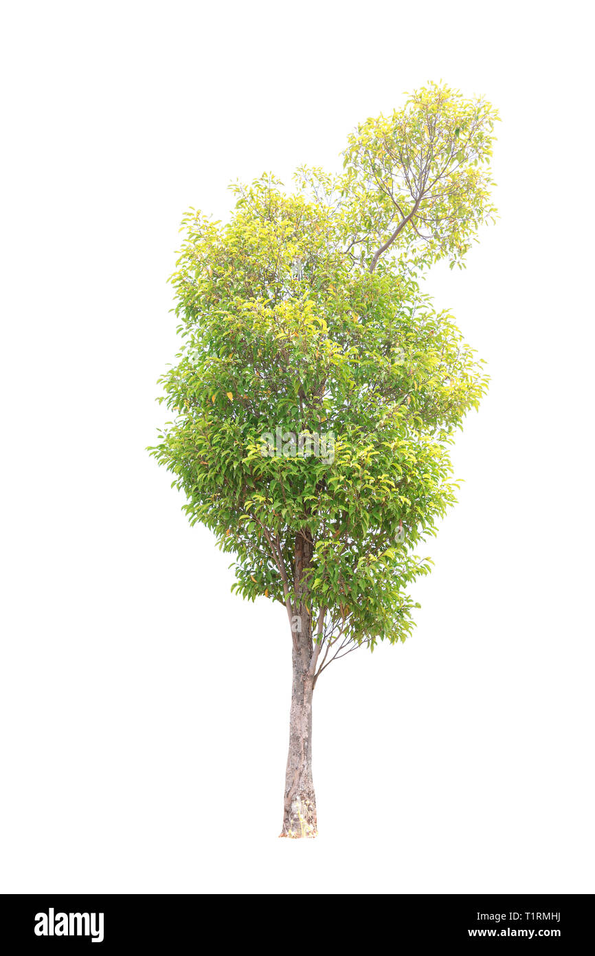 Closeup Bullet Wood (Mimusops elengi Linn) Tree isolated on white ...