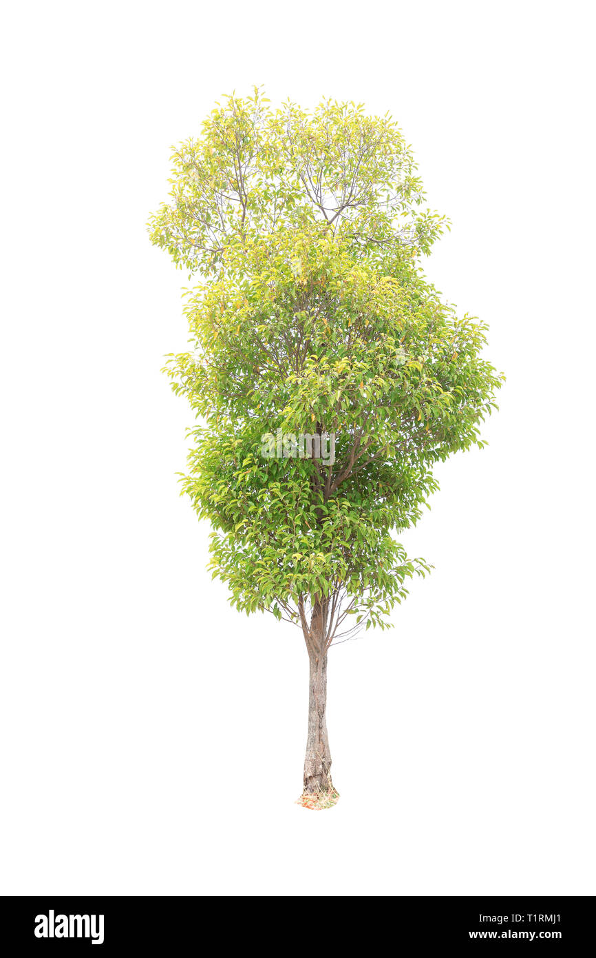 Mimusops elengi tree hi-res stock photography and images - Alamy