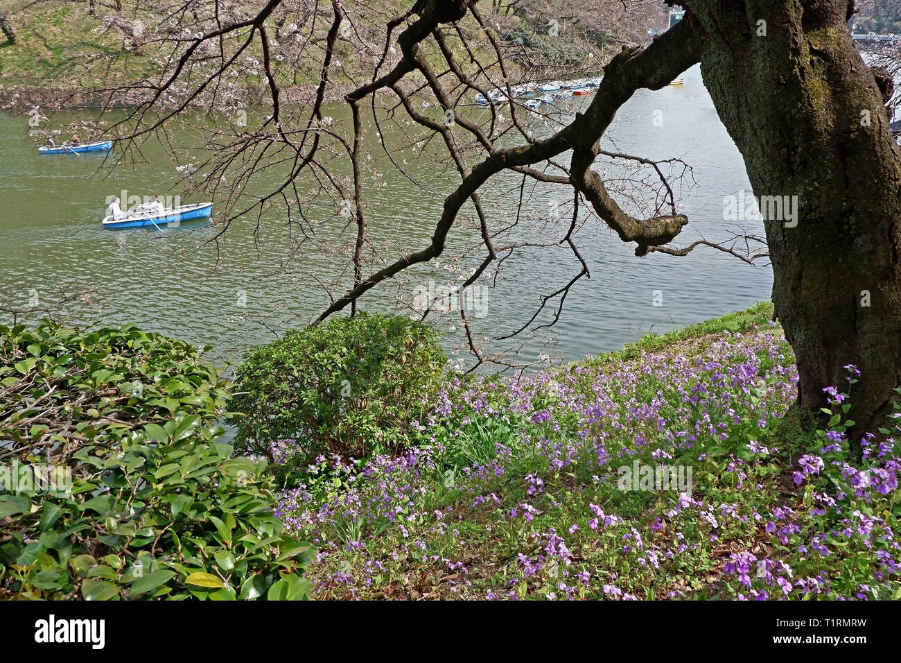 The sakura cherry blossom flowers and vacation boat in Japan Tokyo park ...
