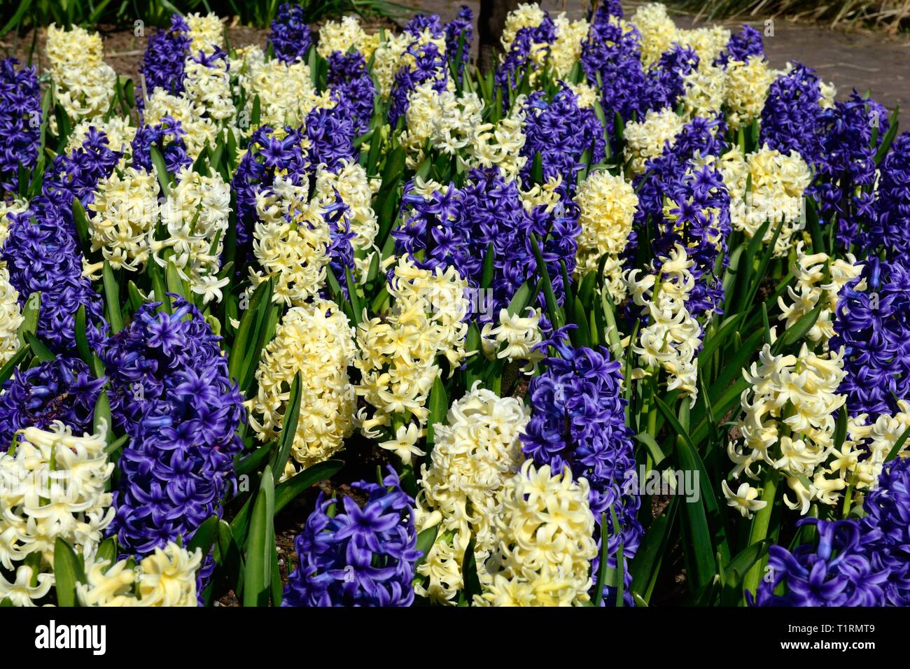 Mixed blue and yellow hyacinth flowers growing in a flower bed ...