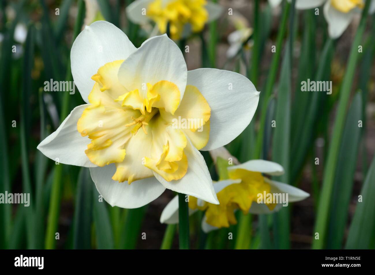 Split corolla hi-res stock photography and images - Alamy