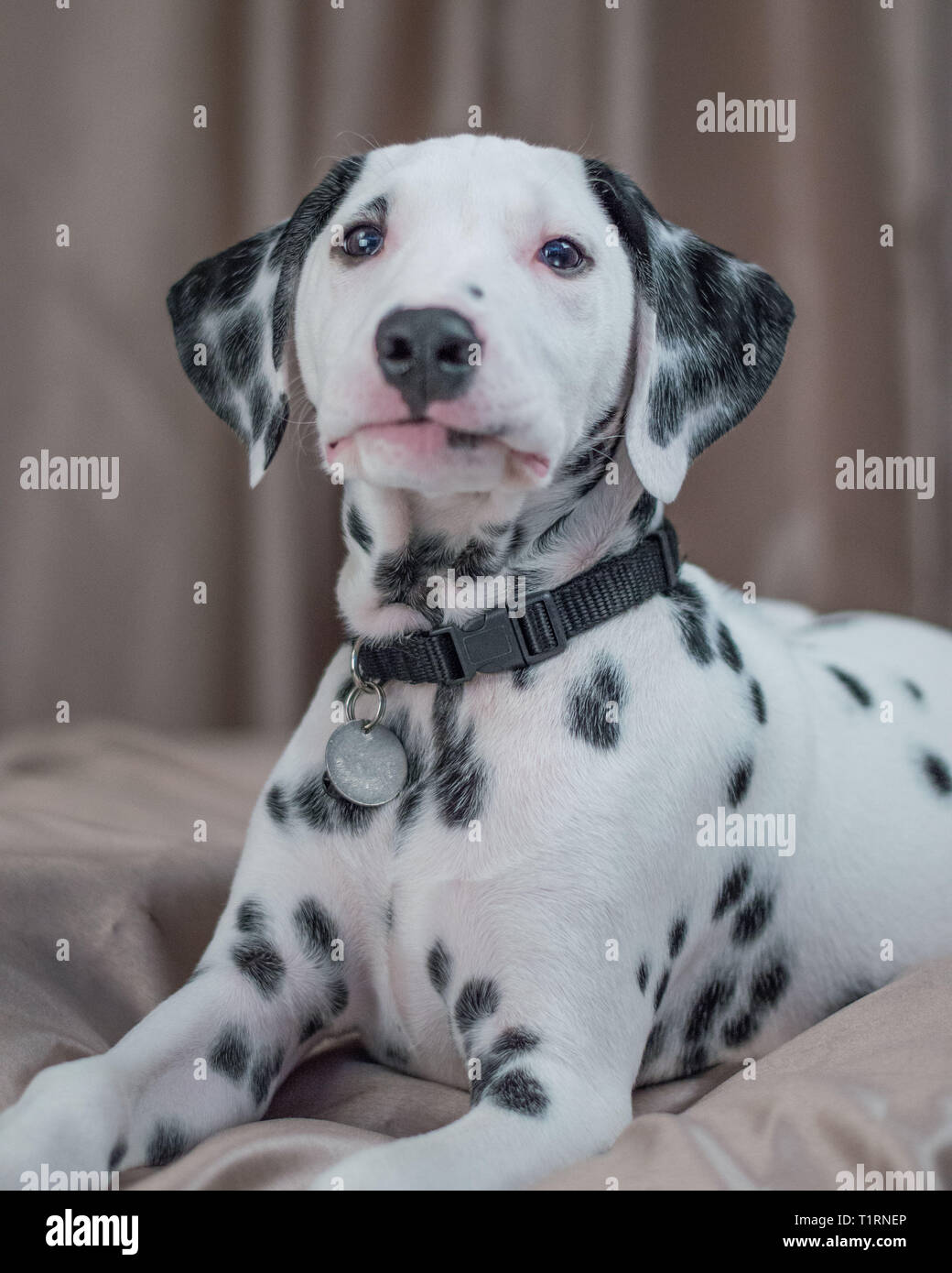 Seen the film, meet the cast: 1 of 101 Dalmations Stock Photo - Alamy