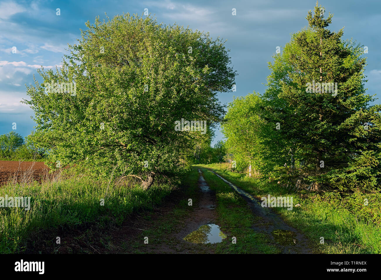 Rural country road through farmland after a rain storm Stock Photo - Alamy