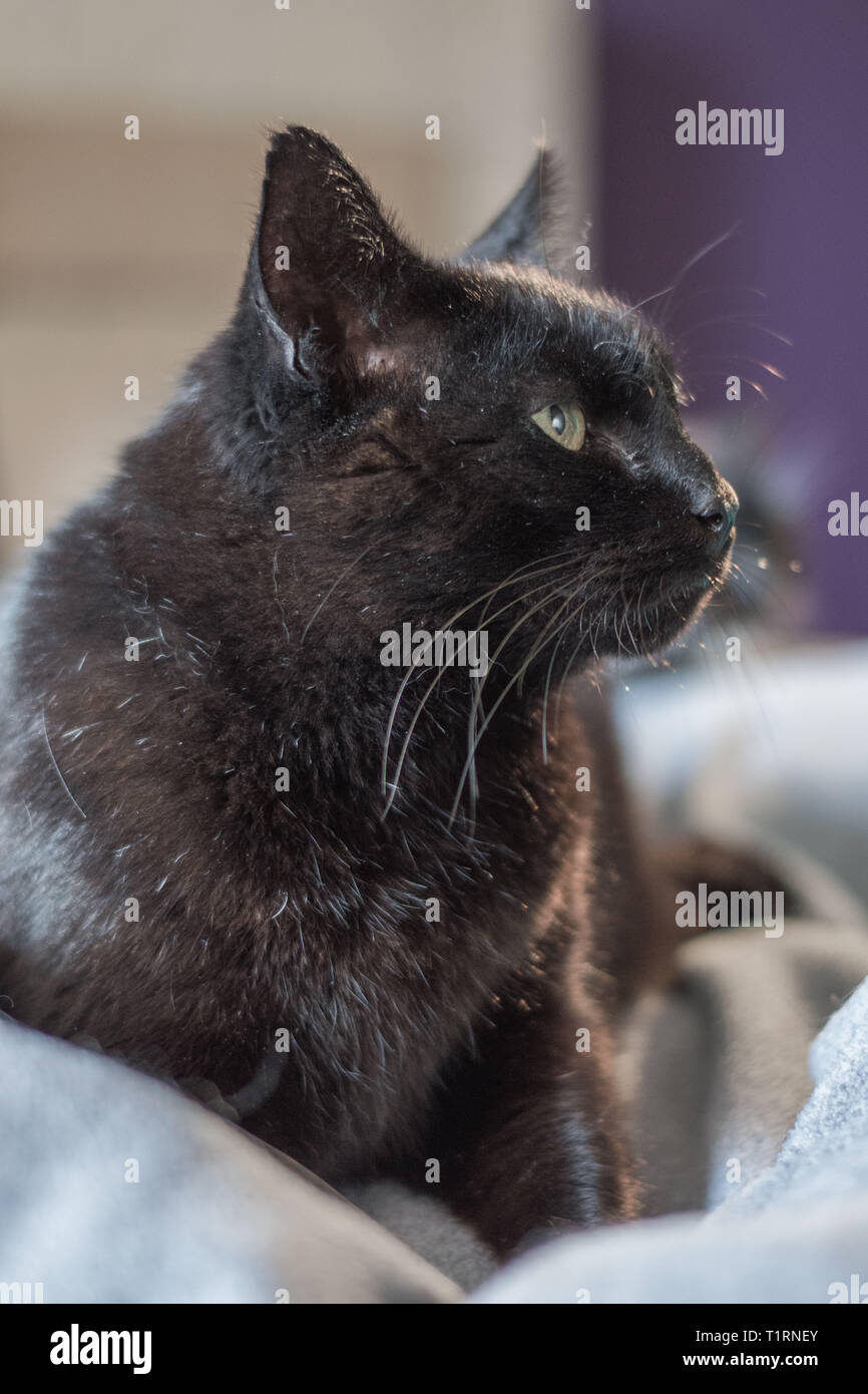 Meow! Tabatha the farm cat shows she has plenty of character Stock ...
