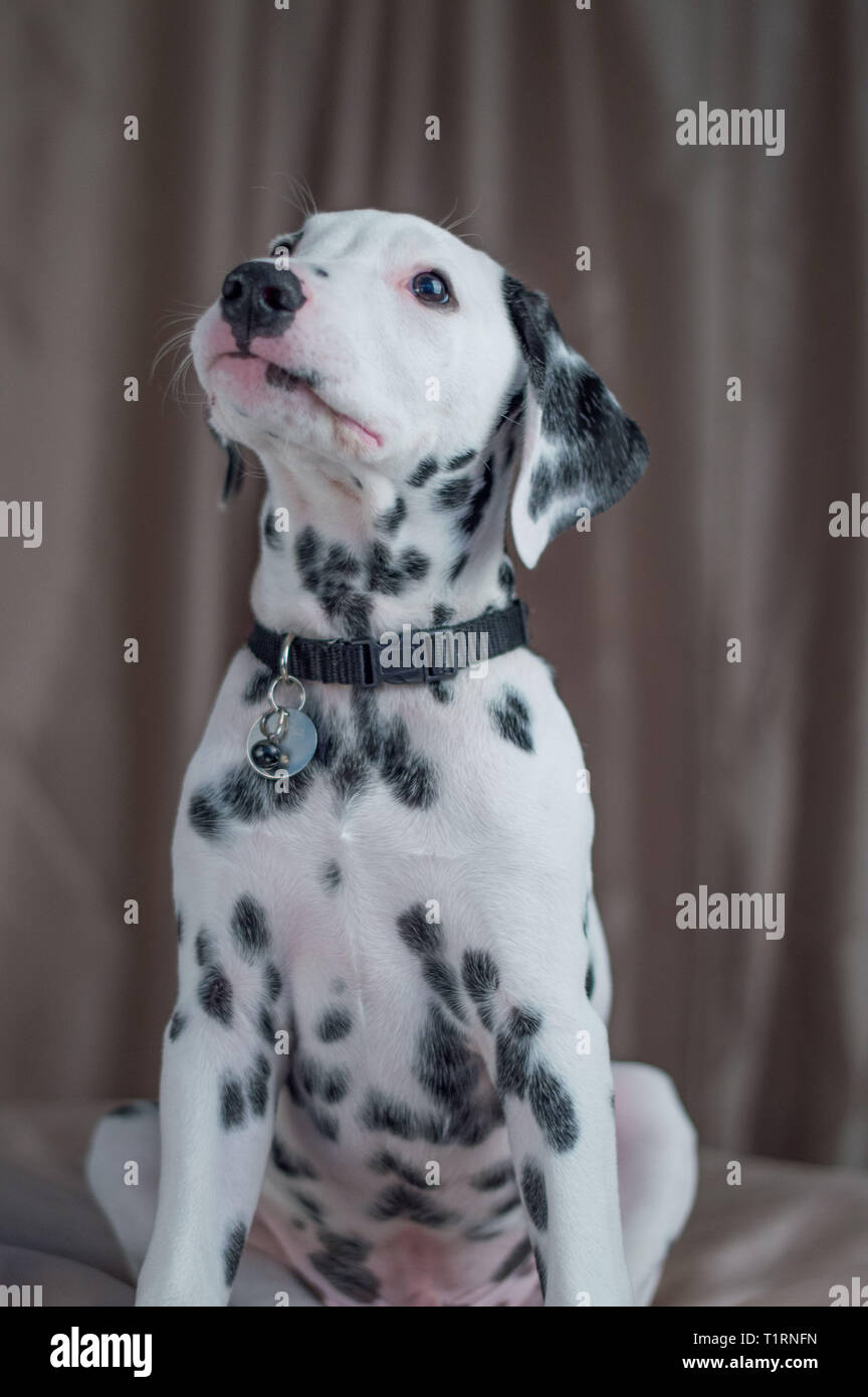 101 dalmations hi-res stock photography and images - Alamy