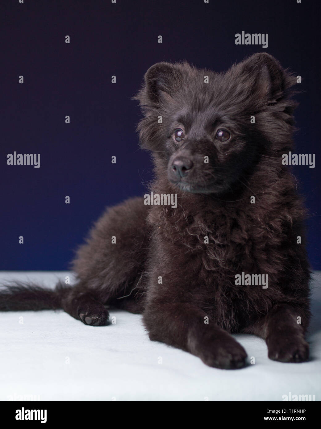 Black Pomeranian Mix