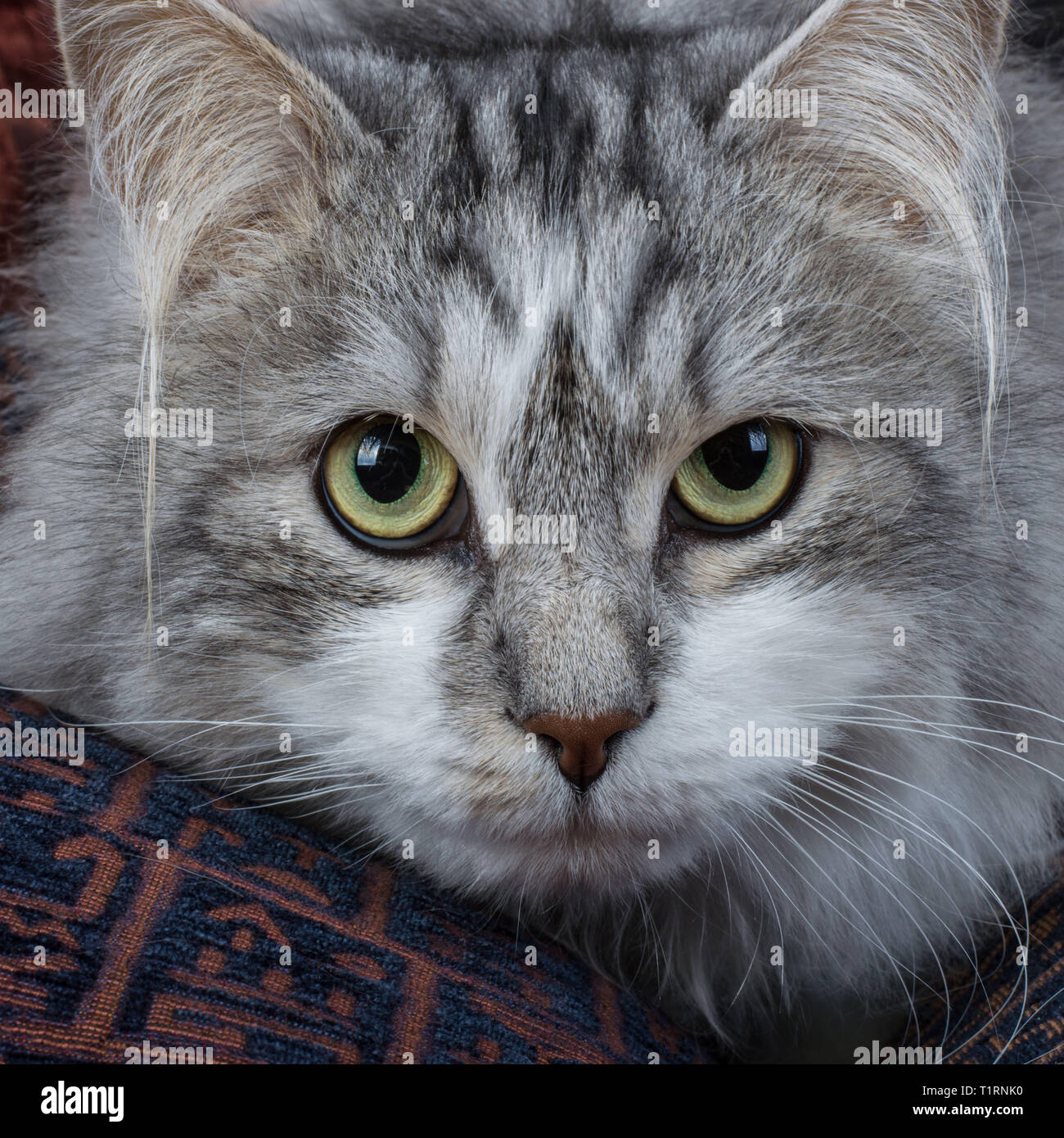 Pedigree Cat Photoshoot Stock Photo - Alamy