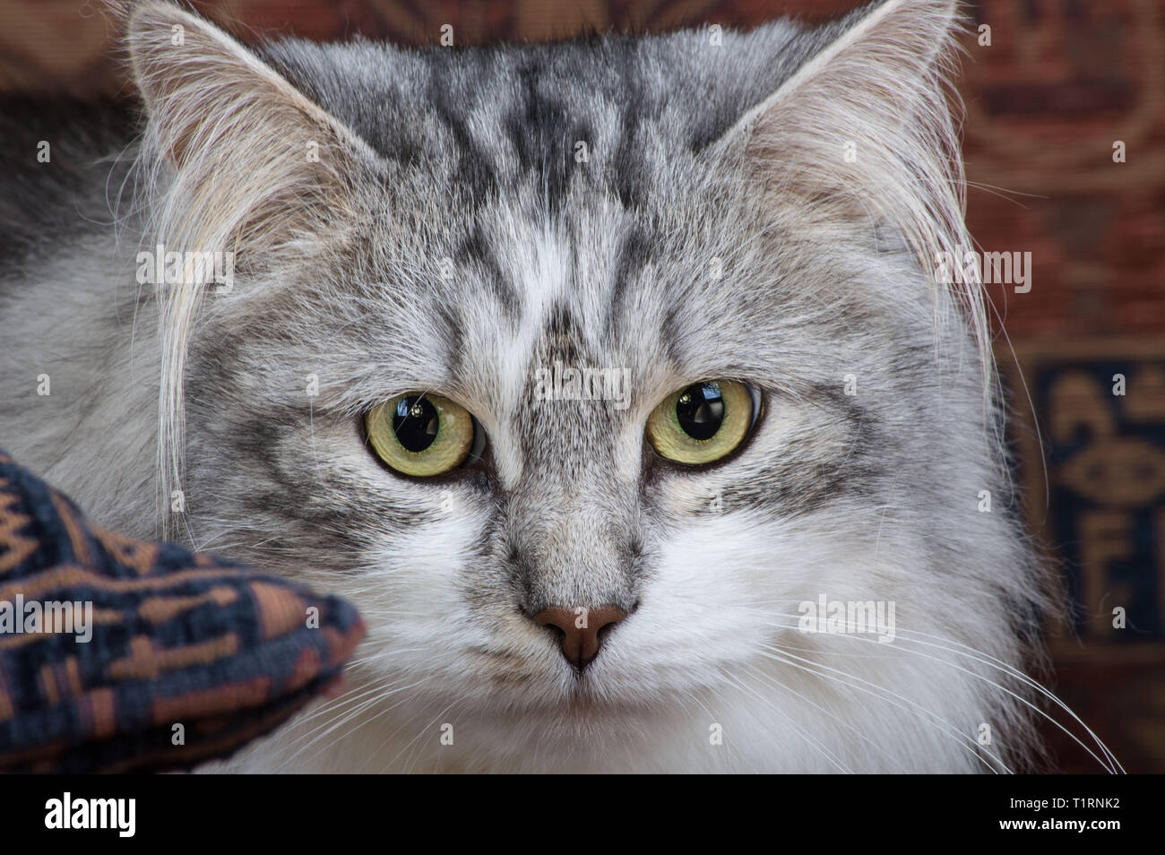 Pedigree Cat Photoshoot Stock Photo - Alamy