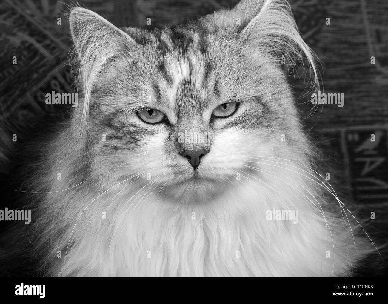 Pedigree Cat Photoshoot Stock Photo - Alamy