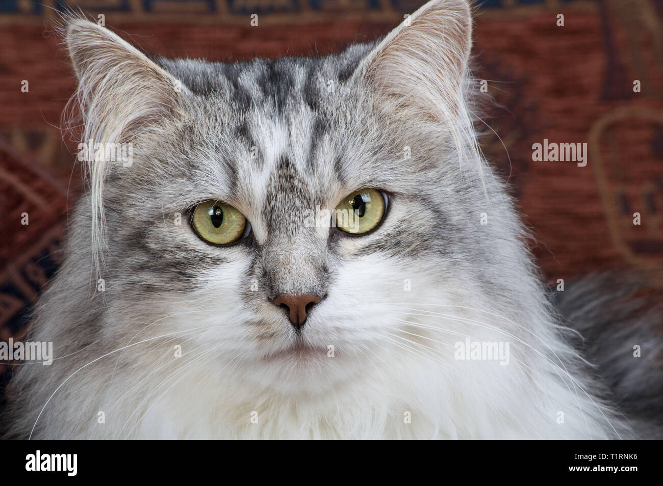 Pedigree Cat Photoshoot Stock Photo - Alamy