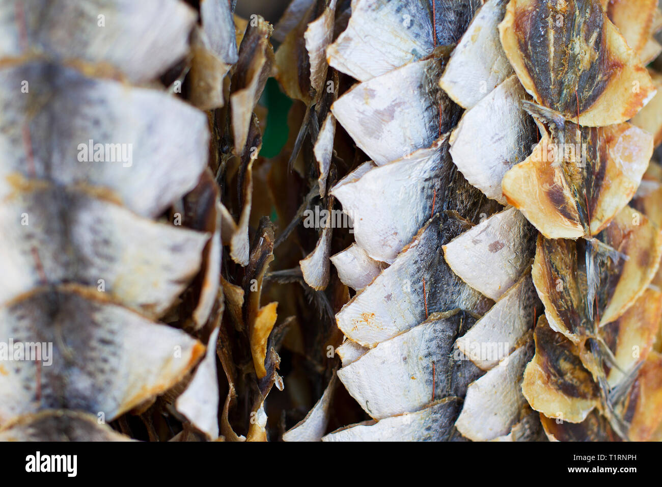 Dried hanging fish. Taranka. Fish Market Stock Photo - Alamy