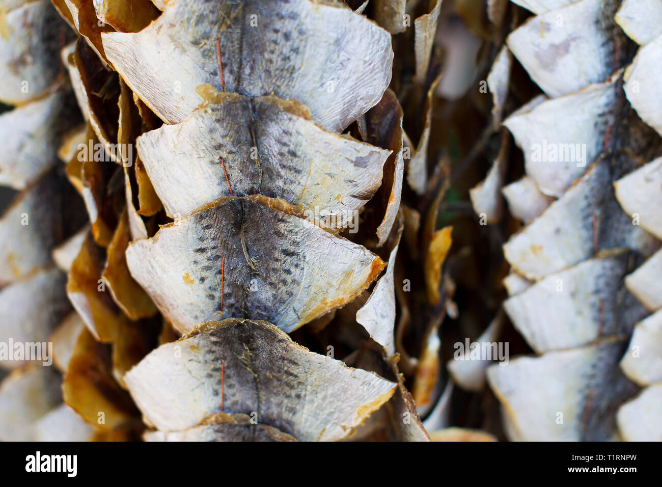 Dried hanging fish. Taranka. Fish Market Stock Photo - Alamy
