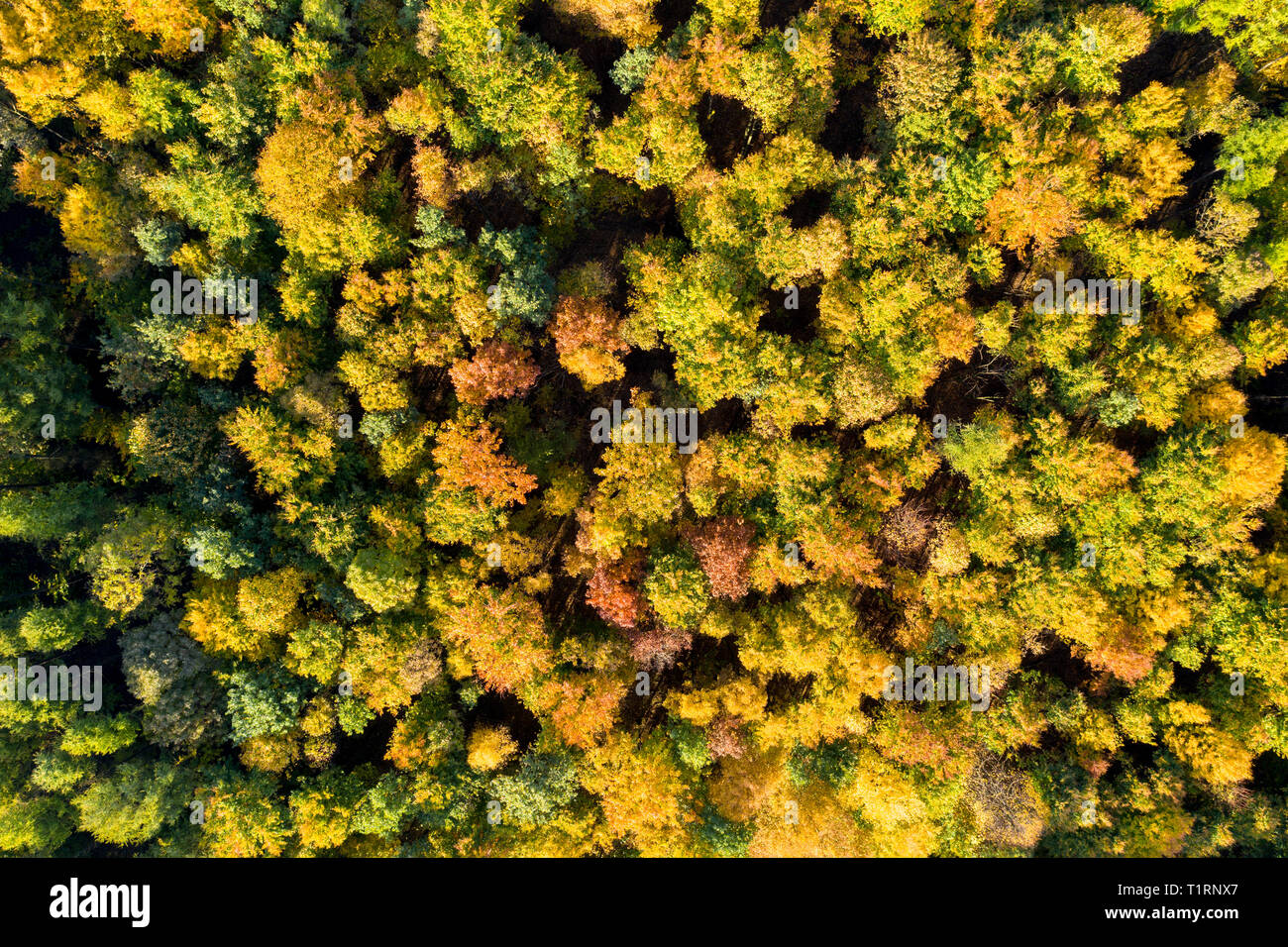 Top down view of a forest in autumn colors Stock Photo - Alamy