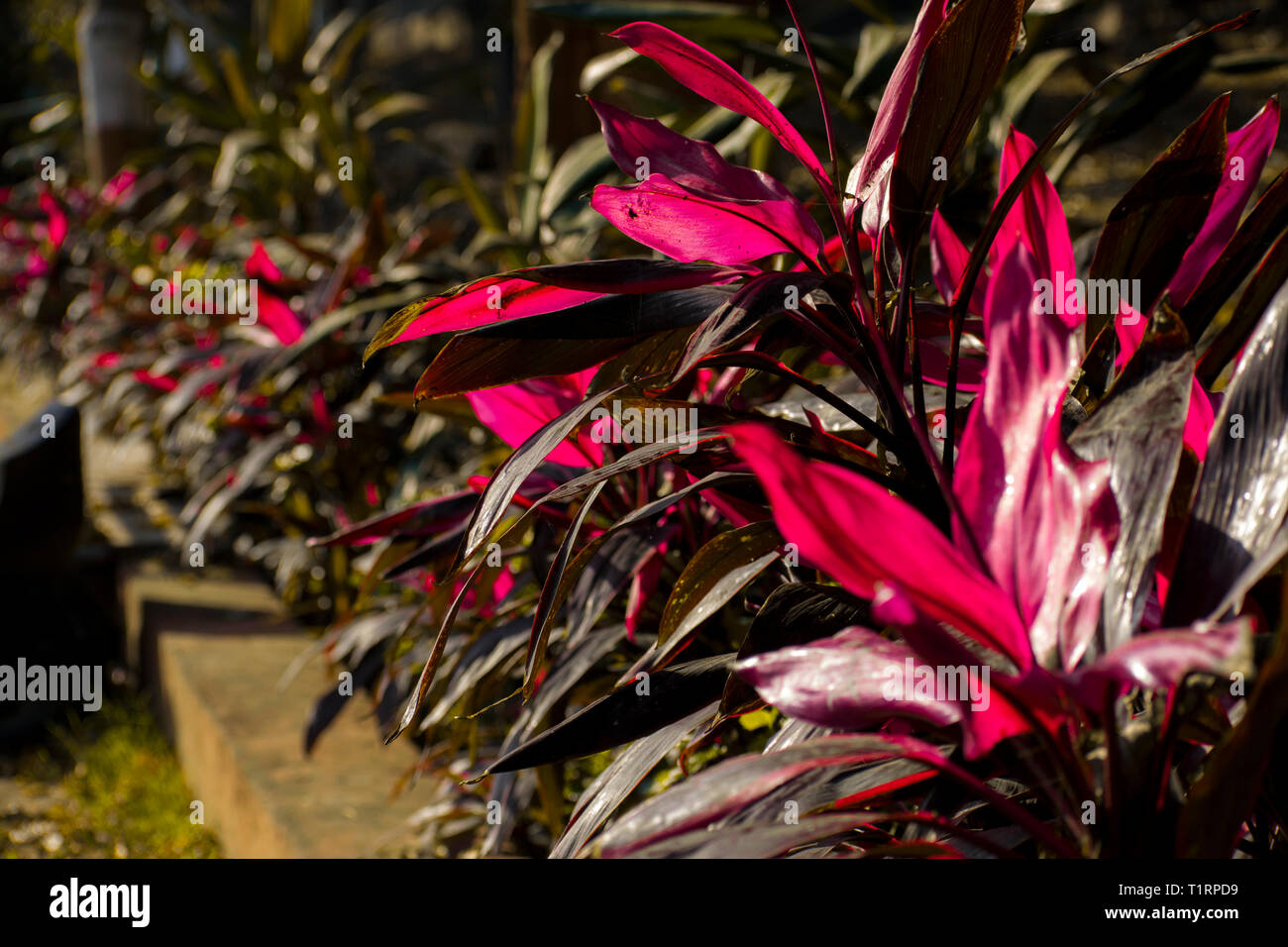 Beautiful Landscape in Lucknow Stock Photo - Alamy