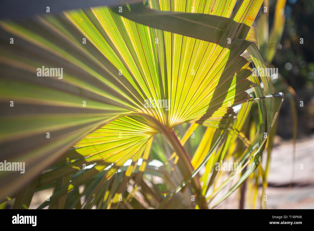 Ribbed appearance hi-res stock photography and images - Alamy