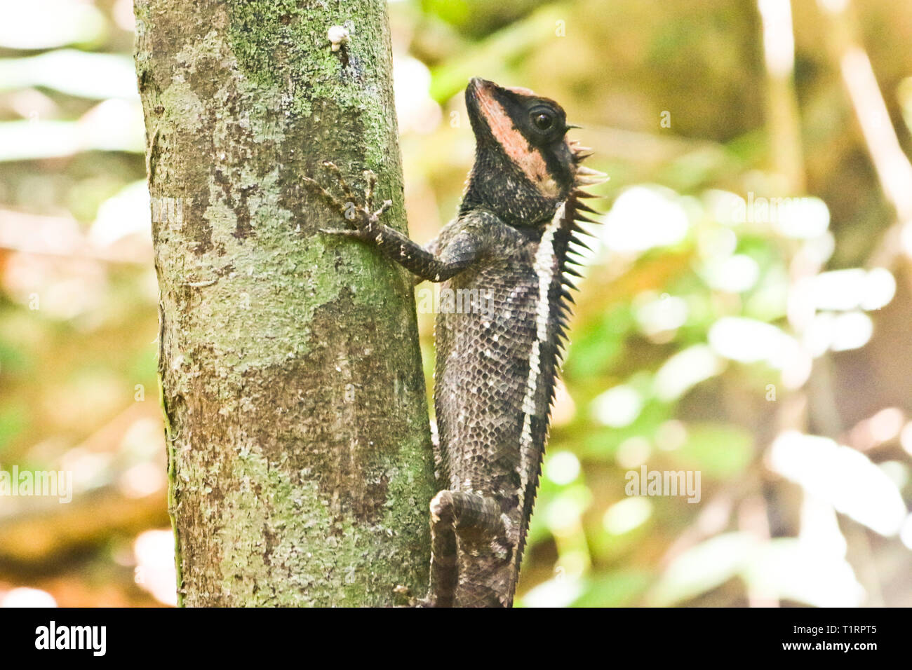 Emma Gray's forest lizard (Calotes emma) is an agamid lizard sitting on ...
