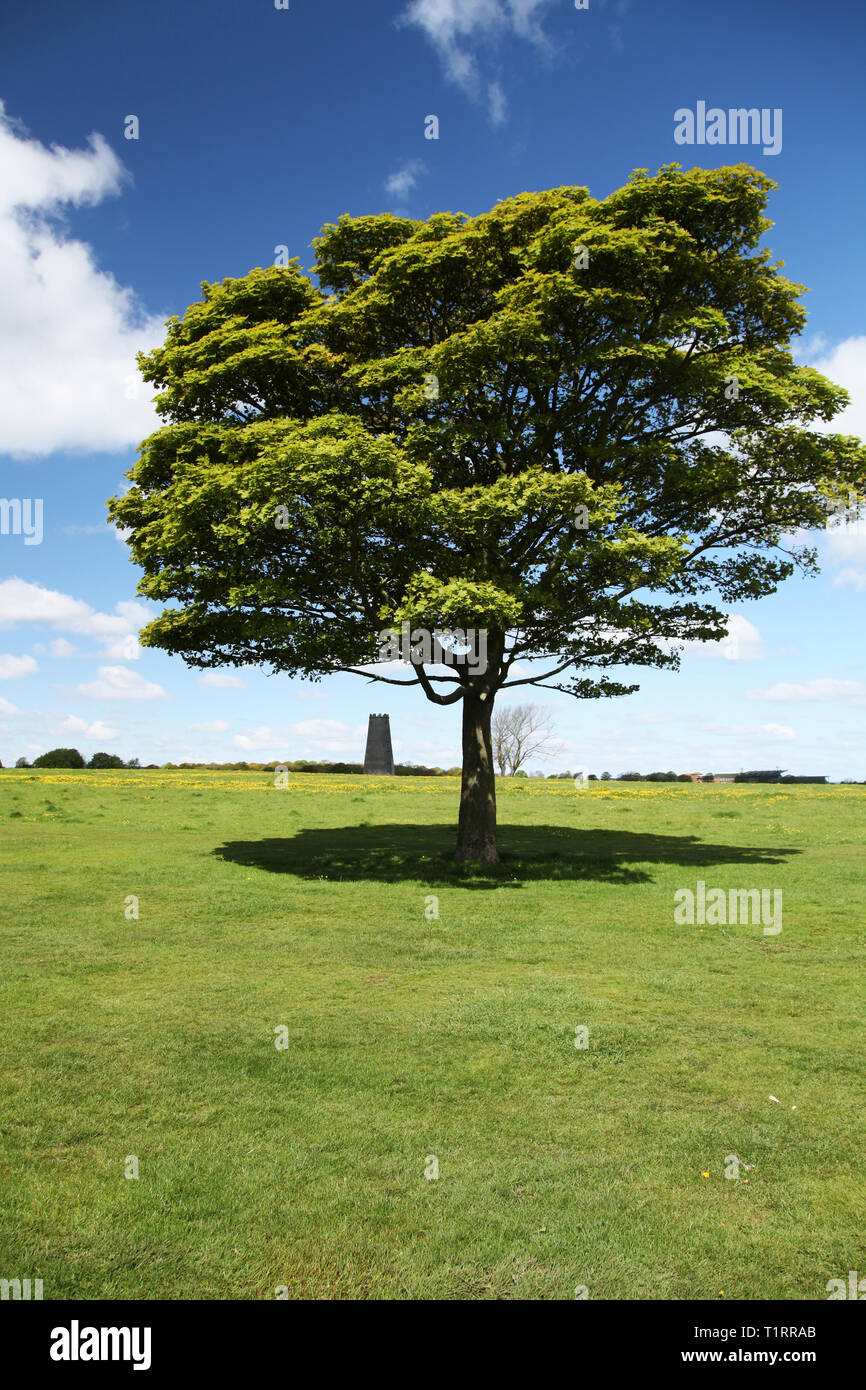 David hockney trees hi-res stock photography and images - Alamy
