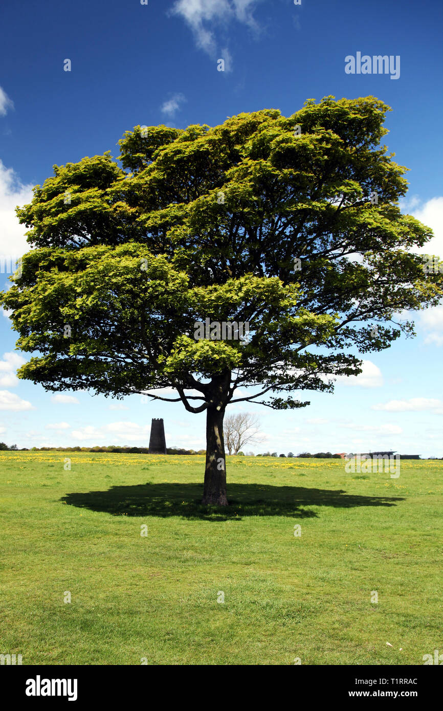 David hockney trees hi-res stock photography and images - Alamy