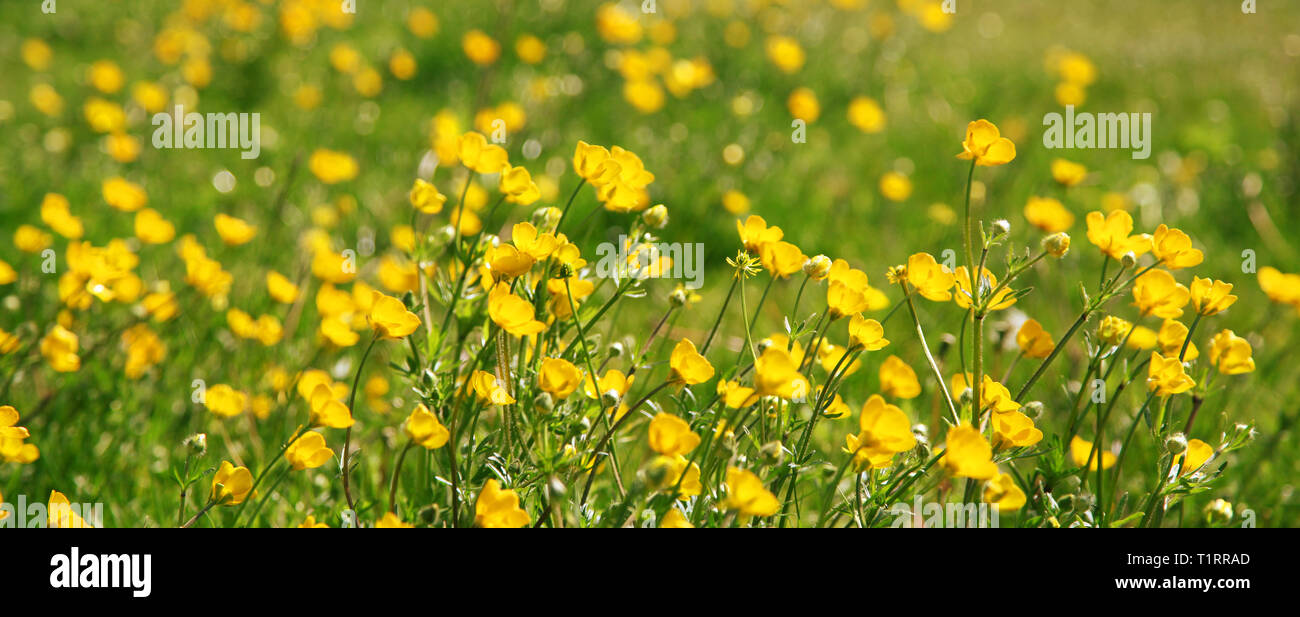 wild flowers, Beverley westwood, east yorkshire Stock Photo - Alamy