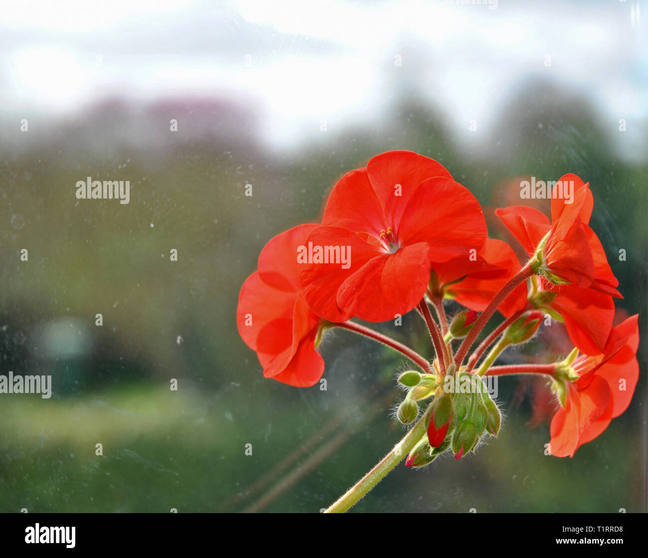 Geranium close hi-res stock photography and images - Alamy