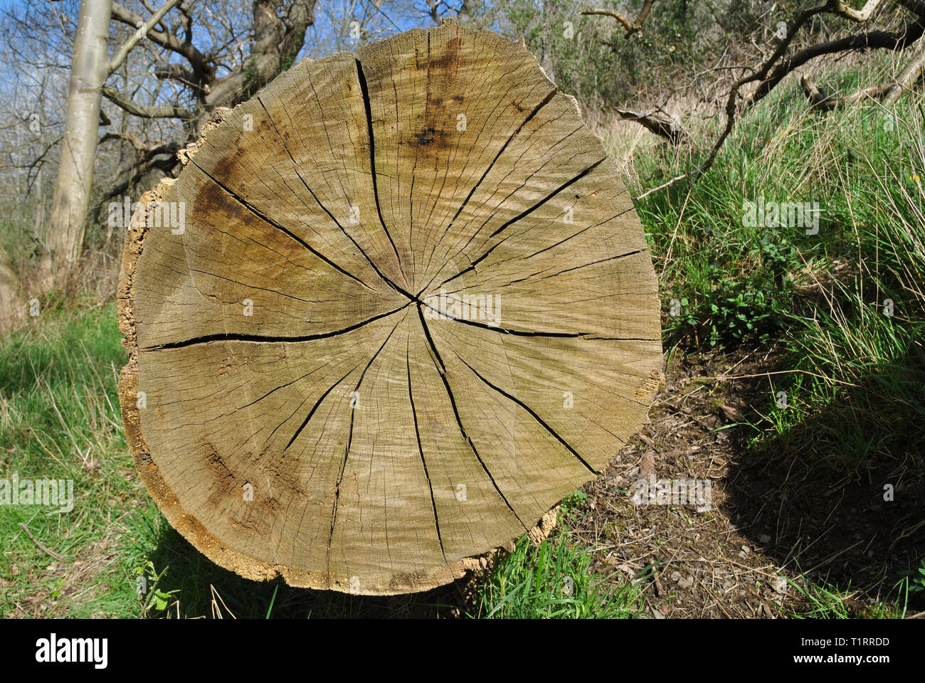 Showing ring hi-res stock photography and images - Alamy