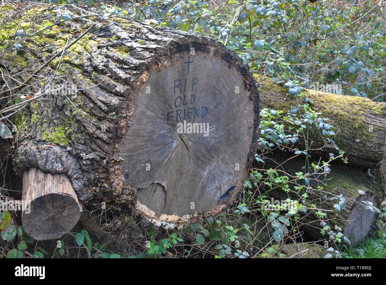 Tree falling hi-res stock photography and images - Alamy