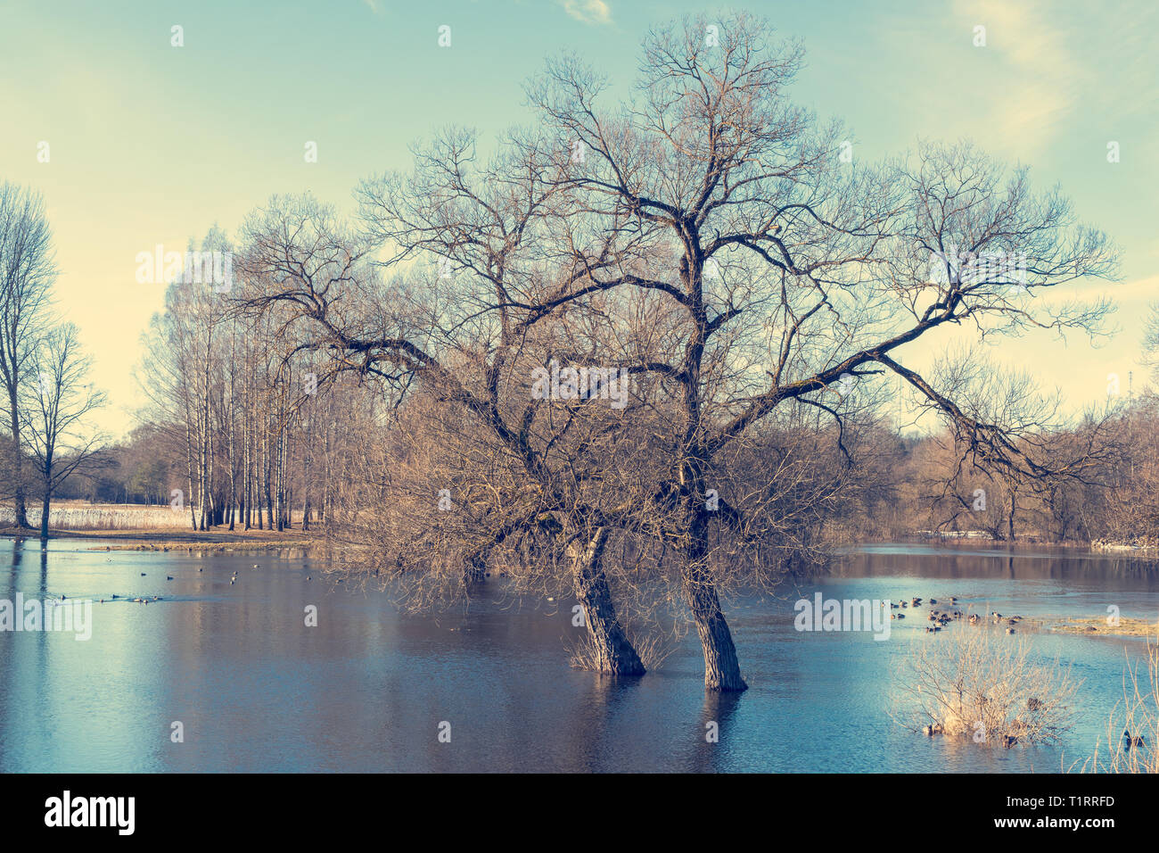 Spring flooding on the river - waterlogged trees Stock Photo - Alamy