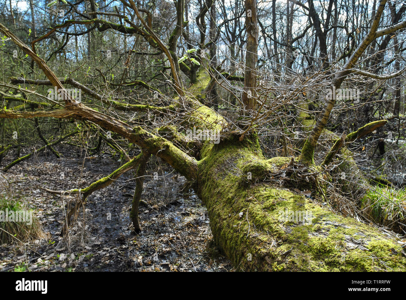 An old fallen tree in a swamp area in woodland covered in moss Stock ...