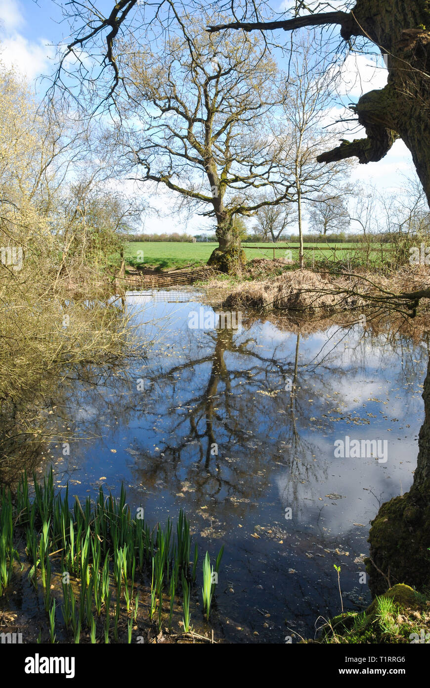 Water oak tree hi-res stock photography and images - Alamy