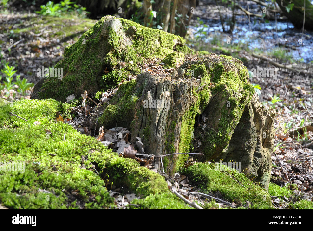 Rotted tree hi-res stock photography and images - Alamy