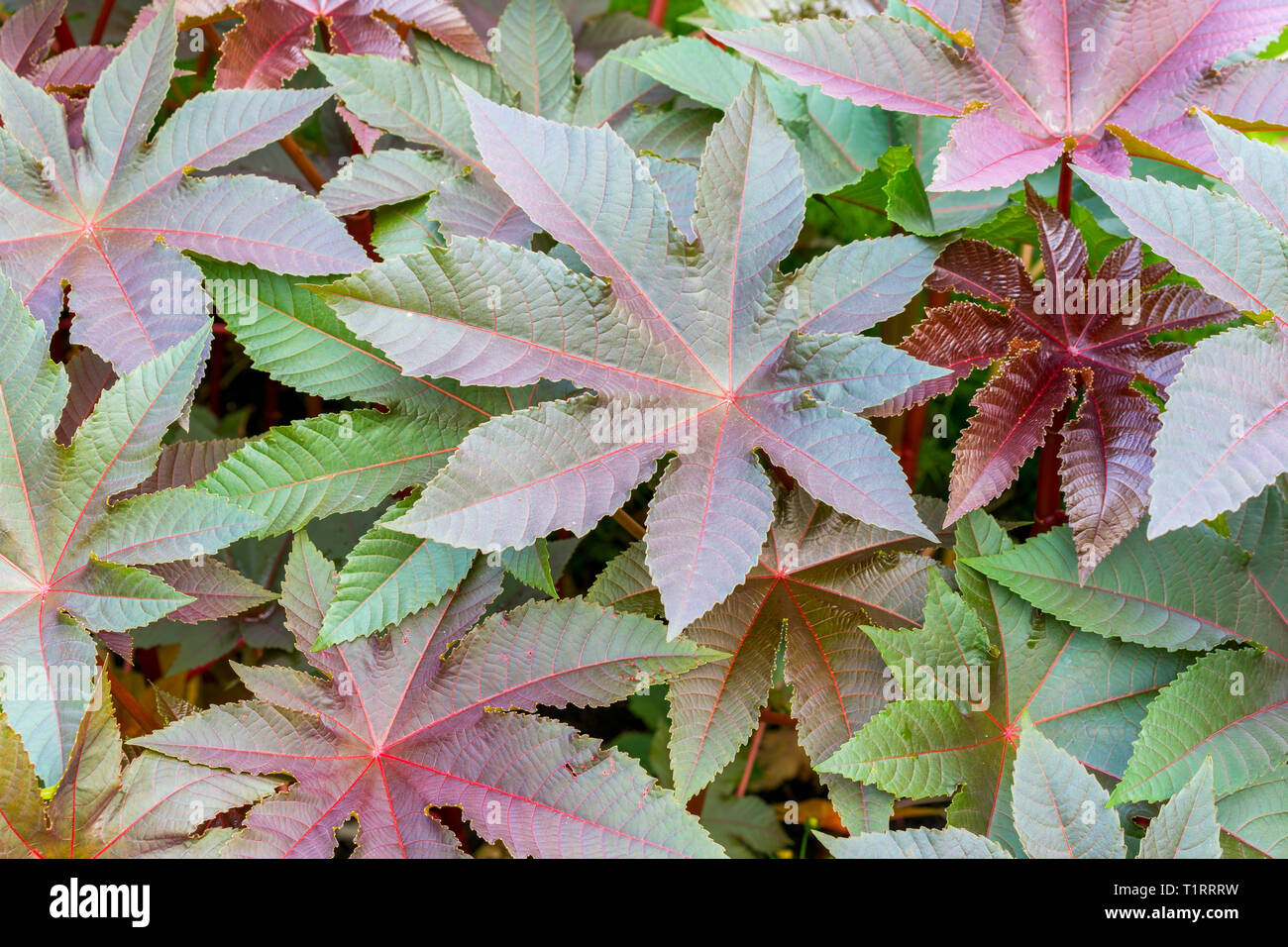 Ricinus communis Bright Red Zinnia elegance. Natural background Stock ...