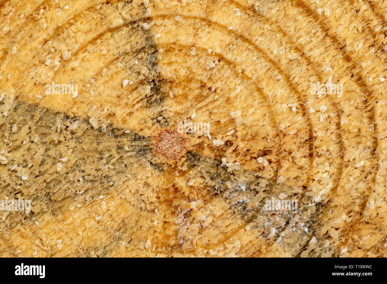 Circular wood cross section with curved lines showing growth Stock ...