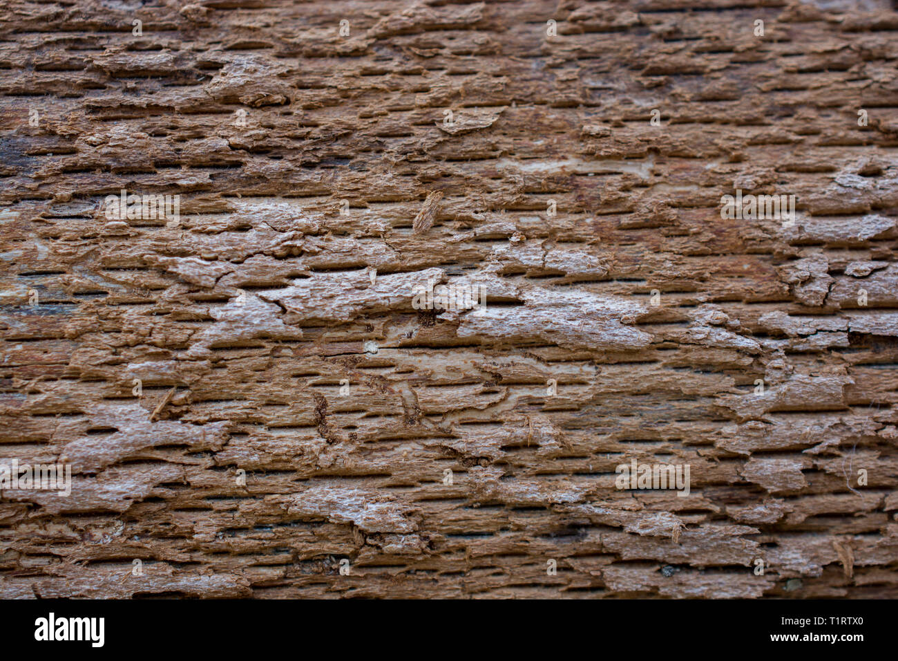 Wood texture with natural patterns as a background Stock Photo - Alamy