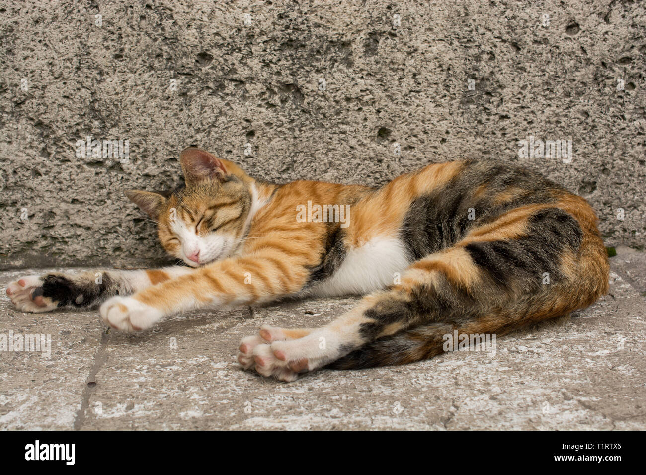 Stray cat seen in the street of the city Stock Photo - Alamy