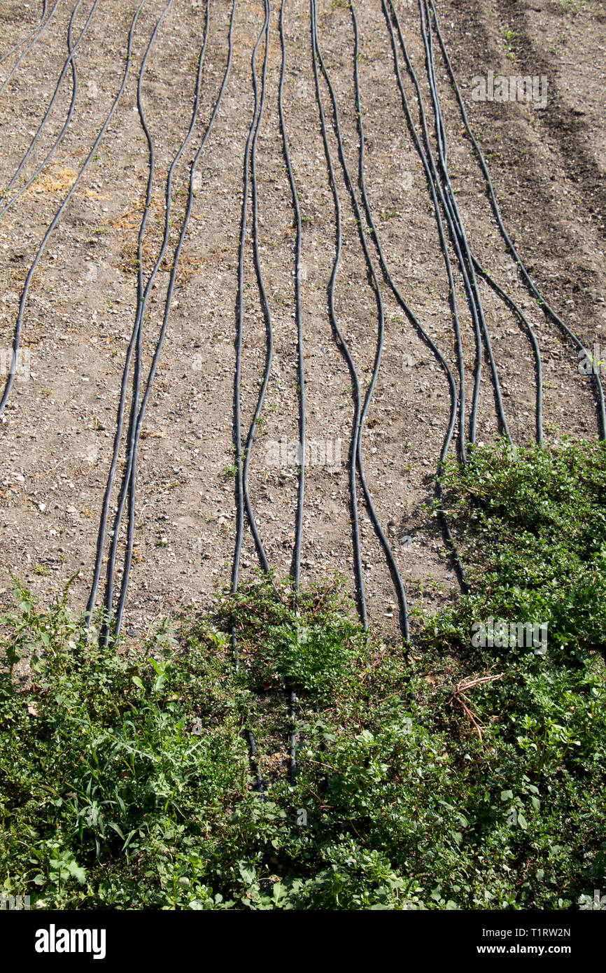 Irrigation system using sprinklers in a cultivated field for Watering ...