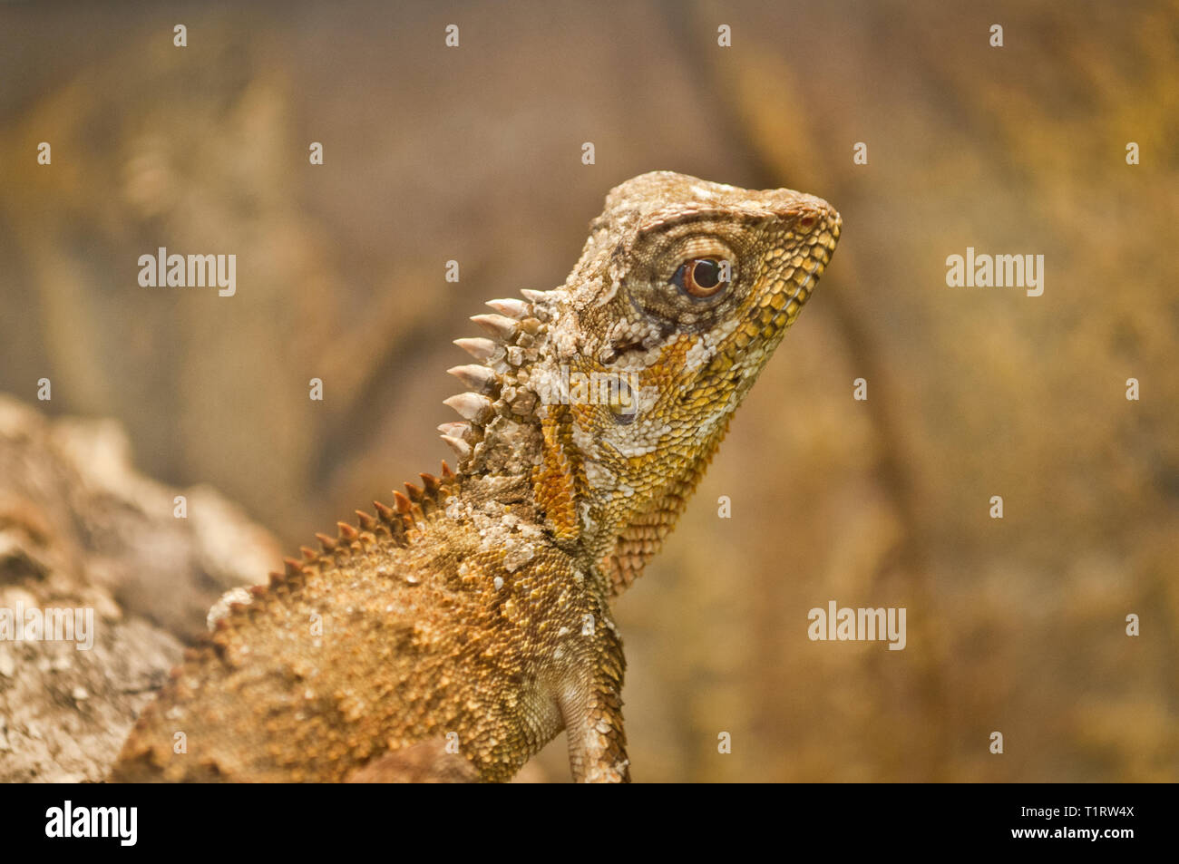 Brown lizard sun bathing Stock Photo - Alamy