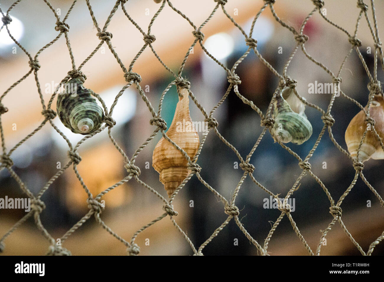 Various types of little seashells attached on the net Stock Photo - Alamy