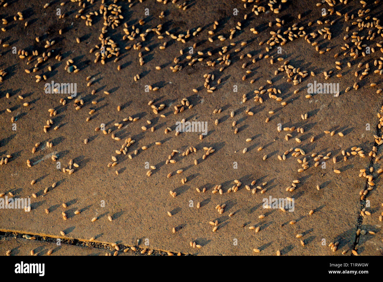 Stone ground whole wheat hi-res stock photography and images - Alamy