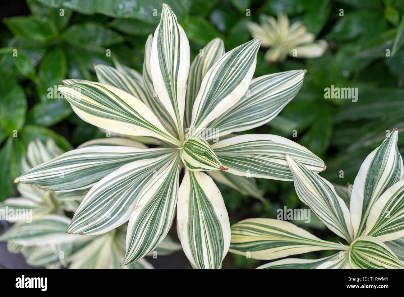 New leaf of dracaena hi-res stock photography and images - Alamy