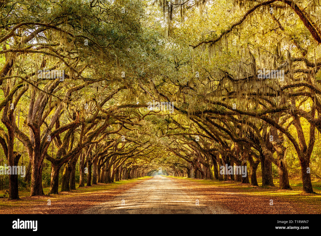 Oak alley plantation history hi-res stock photography and images - Alamy