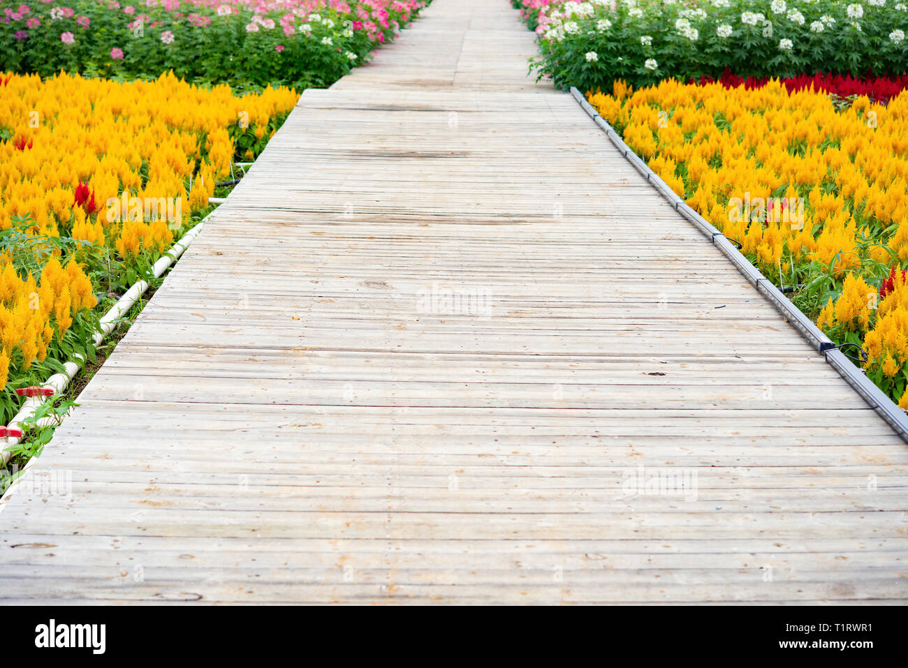 Pollen pathway hi-res stock photography and images - Alamy